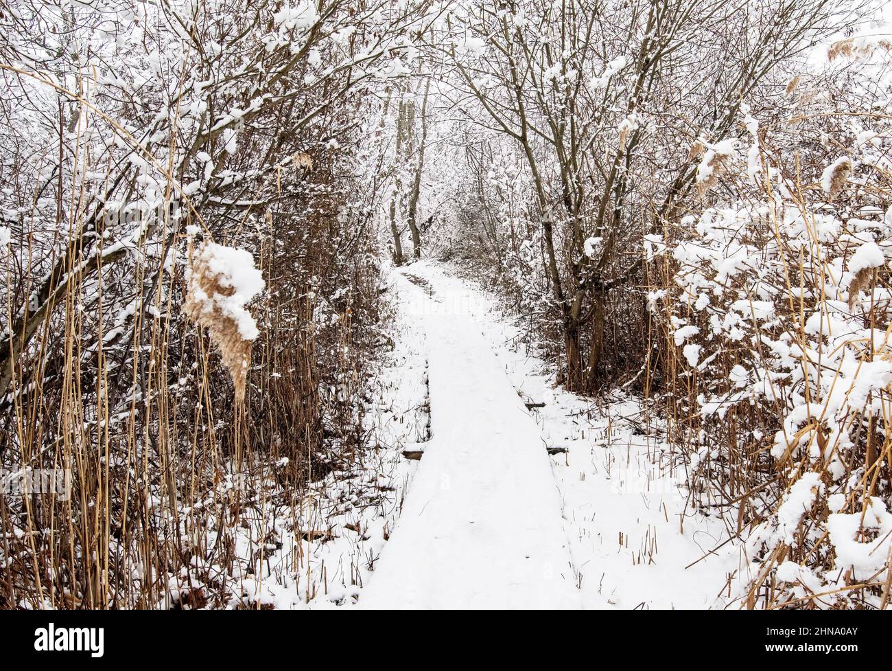 Winter snow path in salt-marsh habitat Stock Photo - Alamy