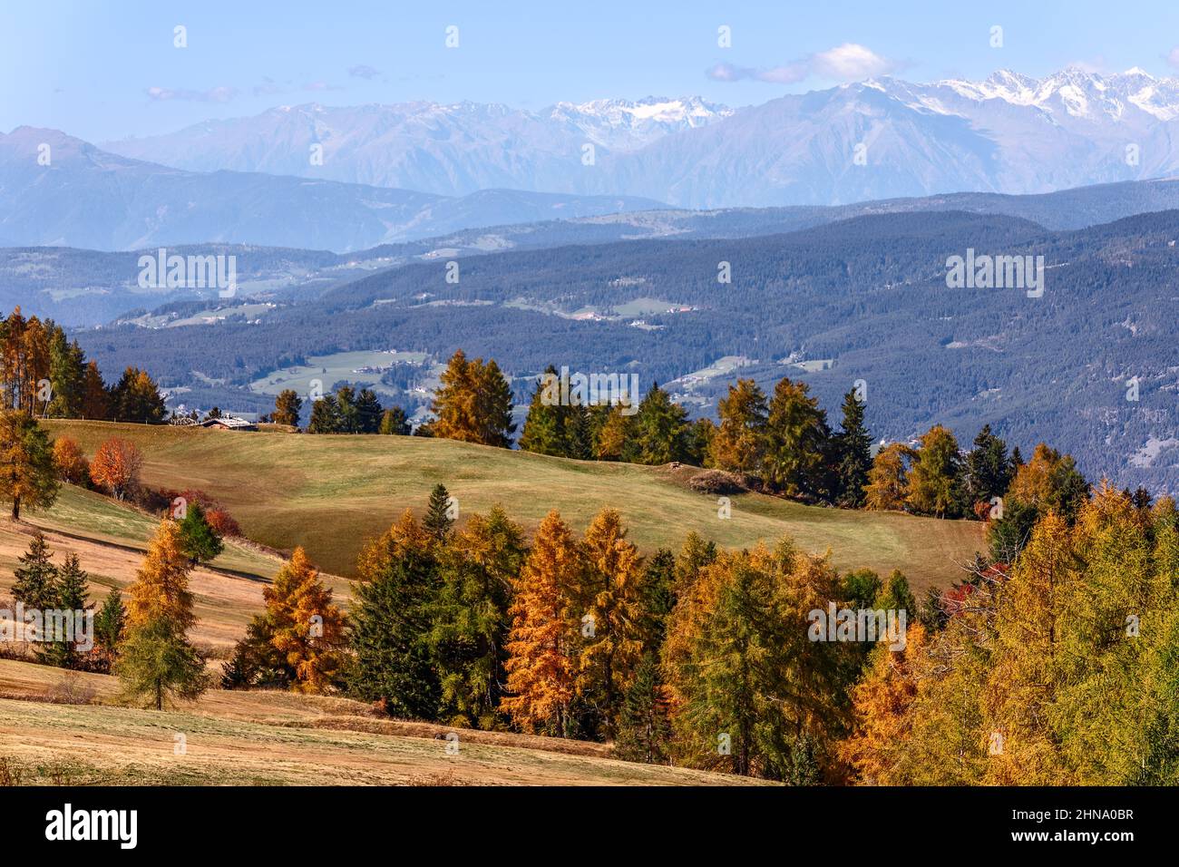 Autumn trees on Seiser Alm plateau in October. South Tyrol, Italy Stock ...