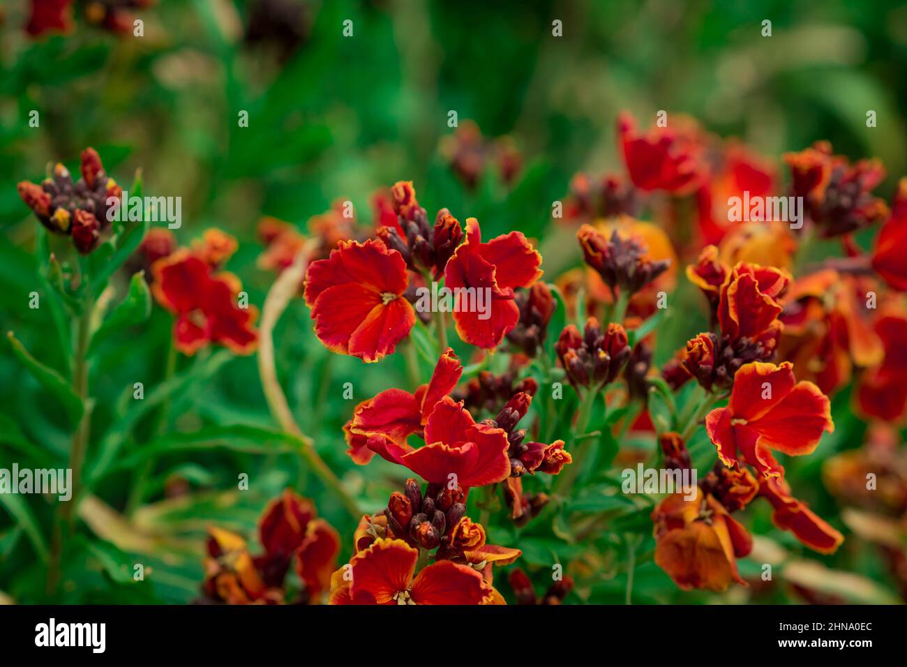 beautiful spring background with flowers and leaves Stock Photo - Alamy