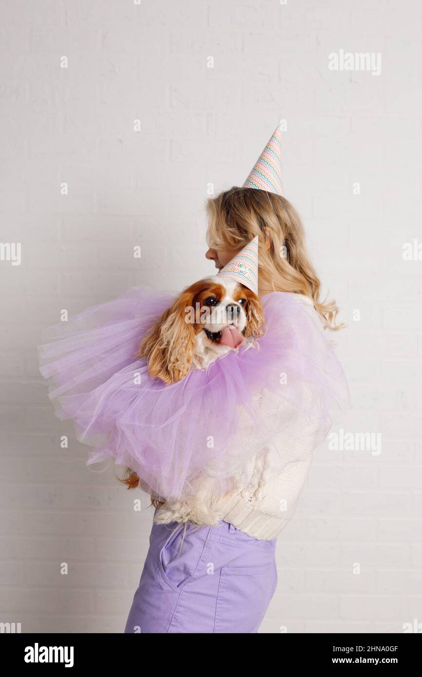 Handsome cavalier King Charles spaniel with soft pleasant expression of ...