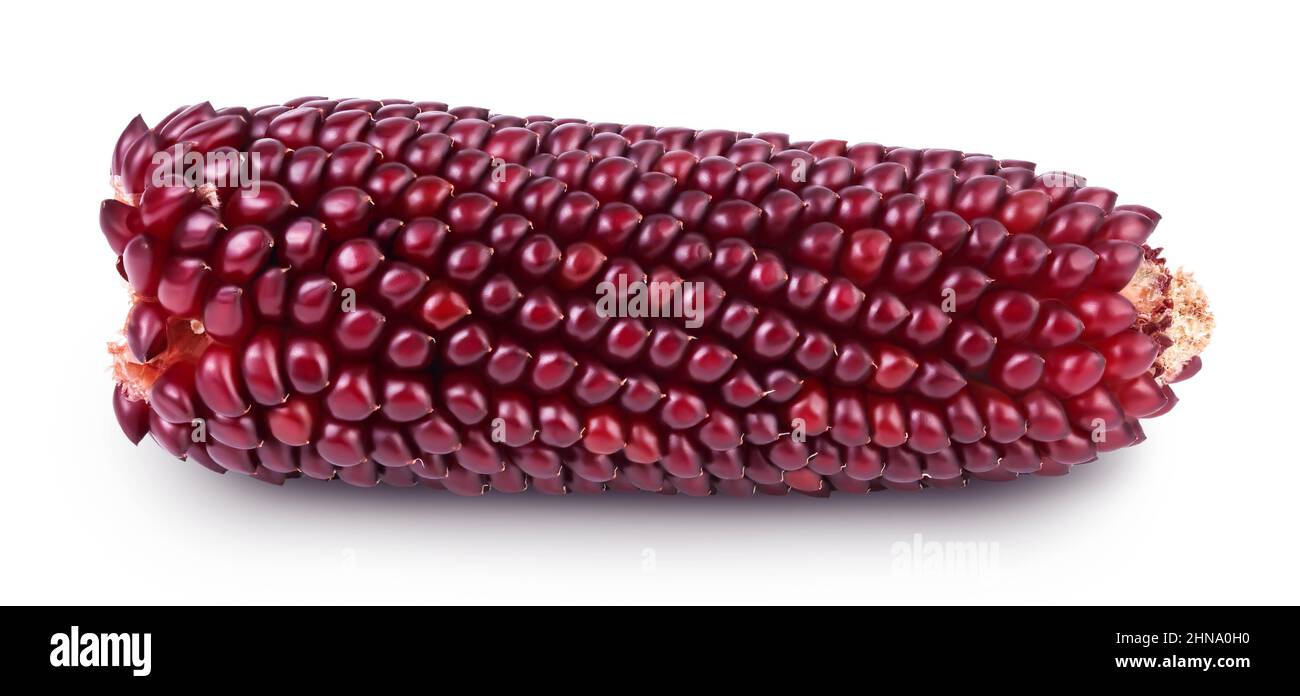 Purple corn or maize isolated on white background with clipping path ...