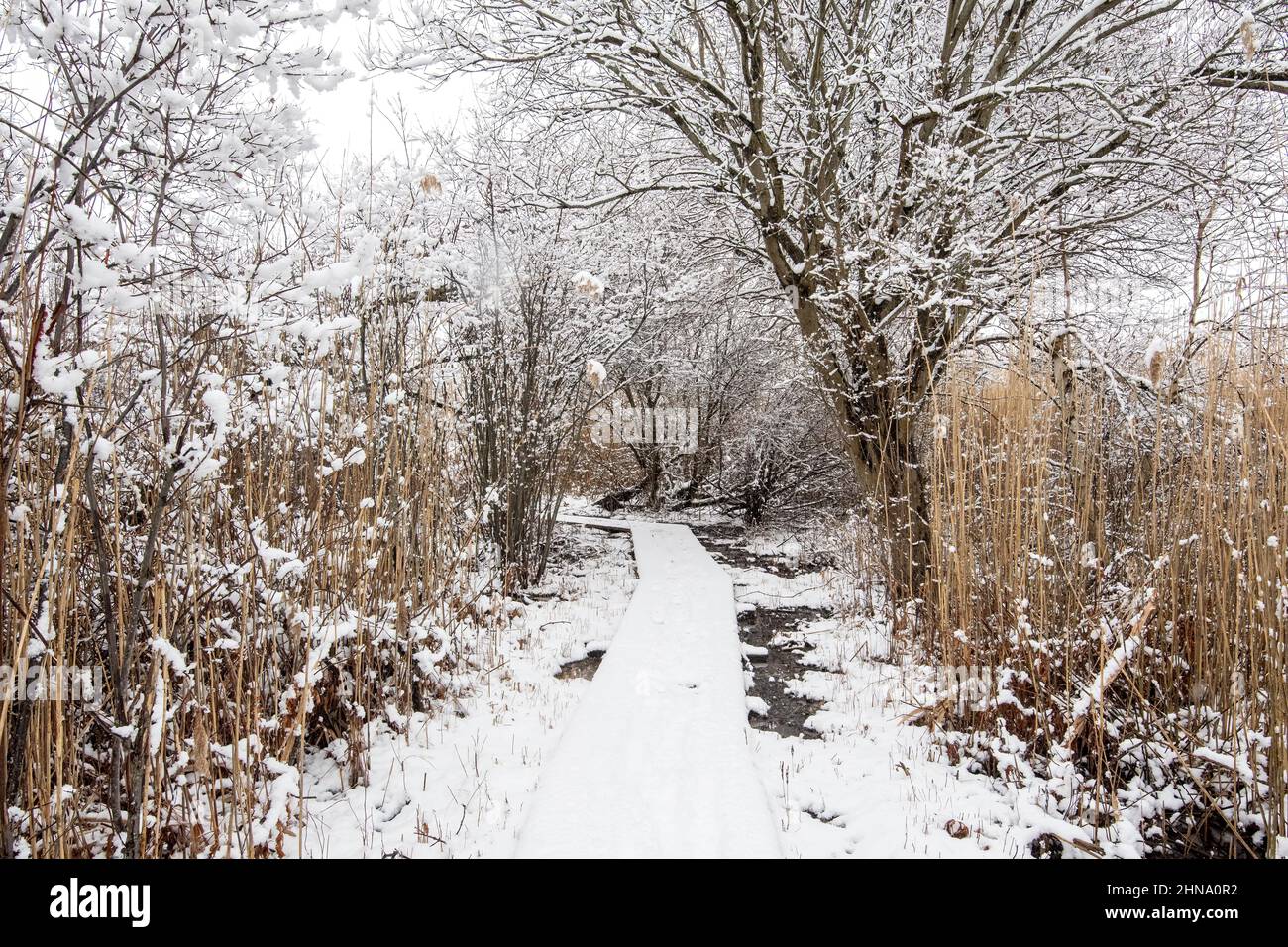 Winter snow path in salt-marsh habitat Stock Photo - Alamy