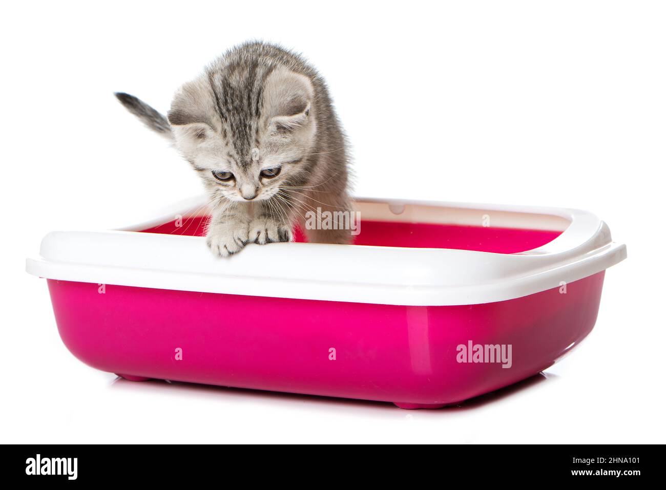 Cute kitten with cat toilett Stock Photo - Alamy