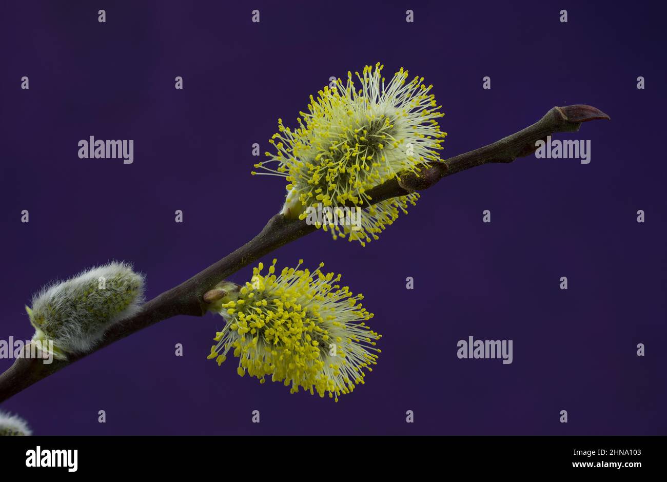 beautiful spring background with flowers and leaves Stock Photo - Alamy