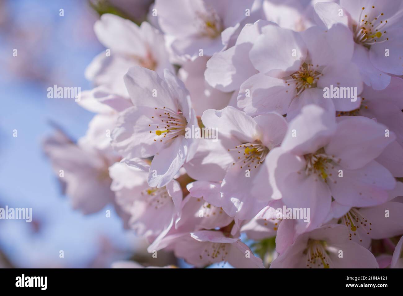 beautiful spring background with flowers and leaves Stock Photo - Alamy