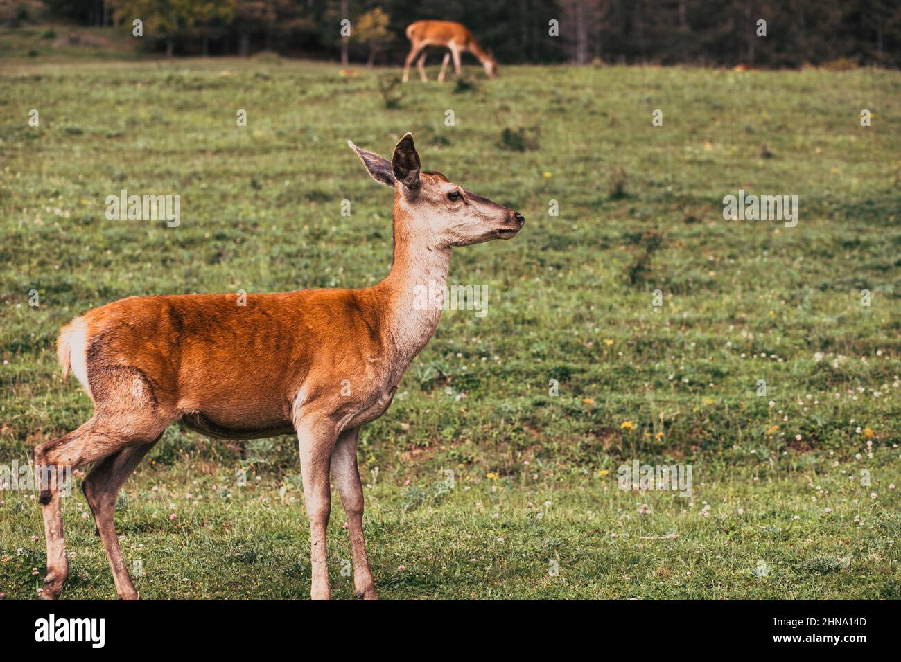 Cute deer face cartoon hi-res stock photography and images - Alamy