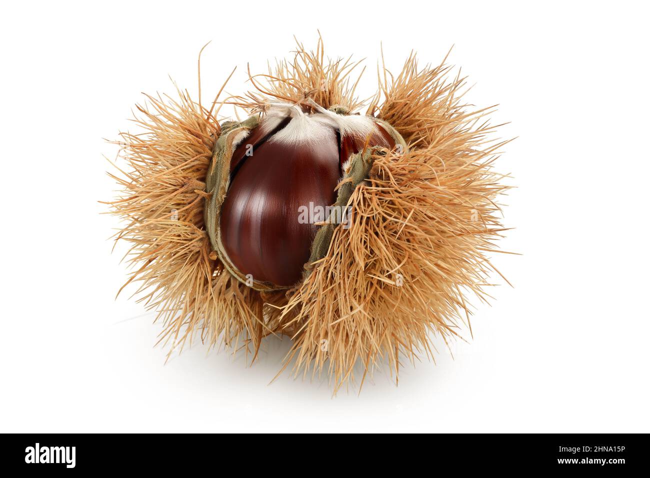 American chestnut tree isolated Cut Out Stock Images & Pictures - Alamy