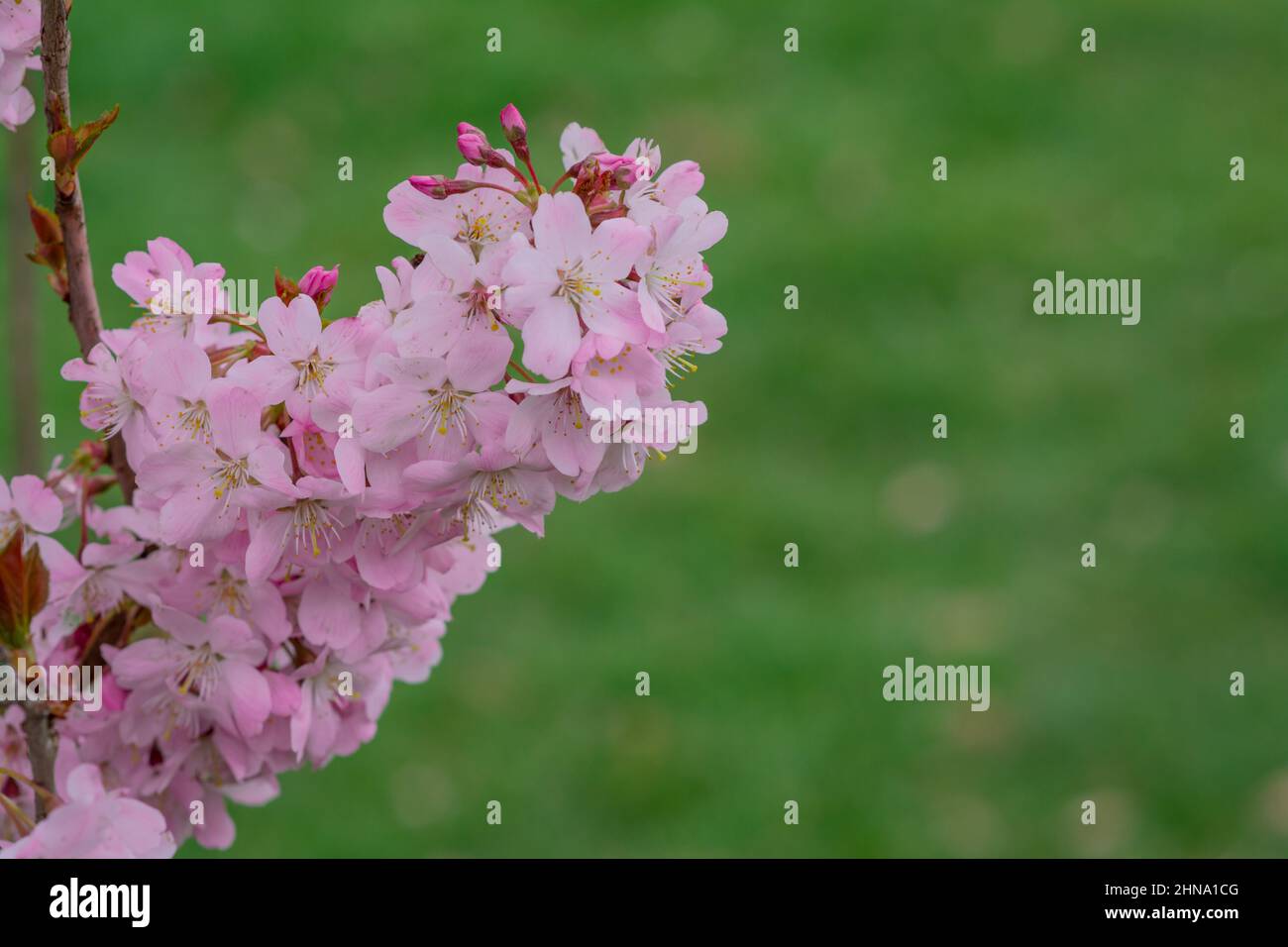beautiful spring background with flowers and leaves Stock Photo - Alamy