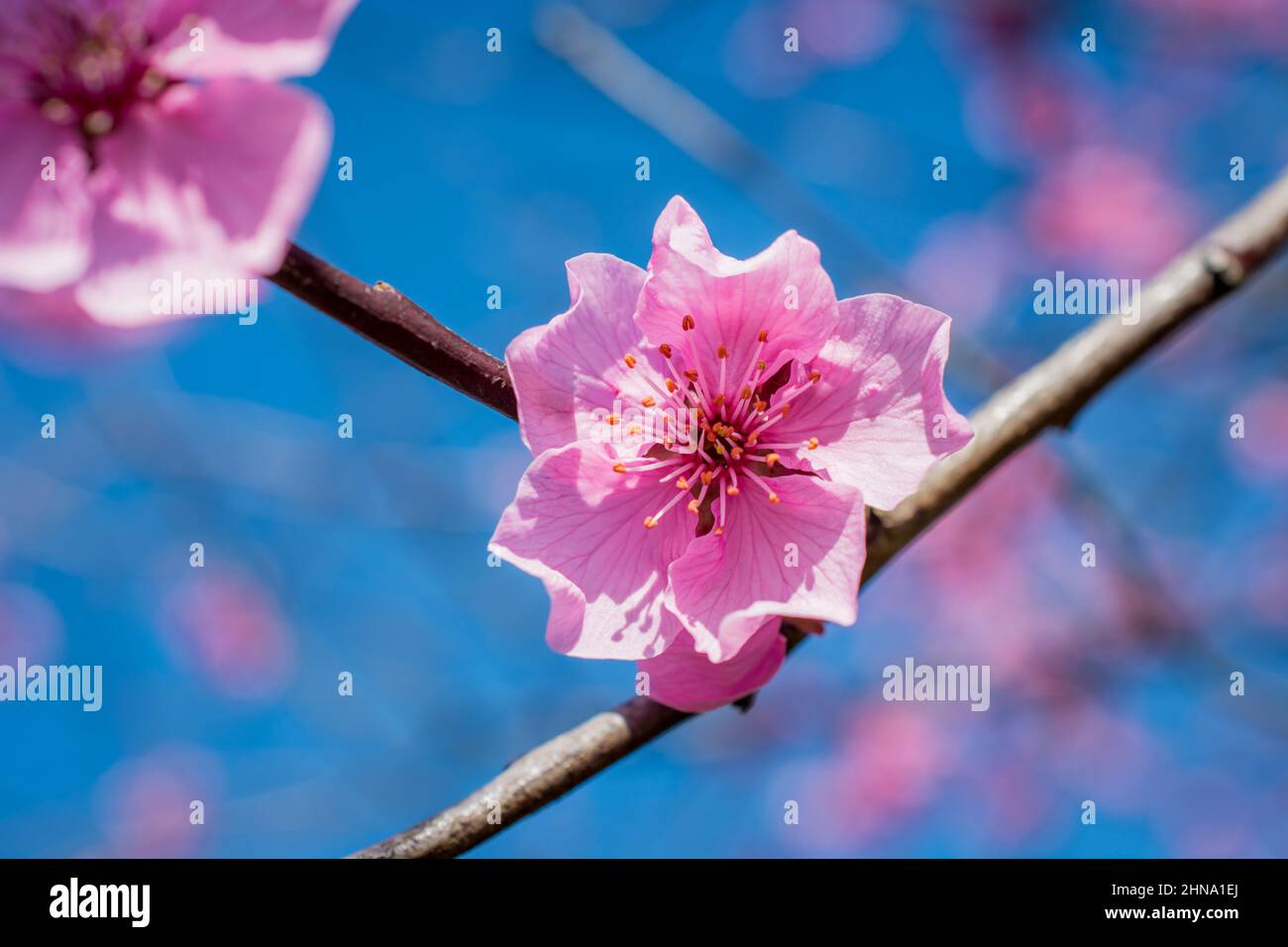 beautiful spring background with new leaves and flowers Stock Photo - Alamy