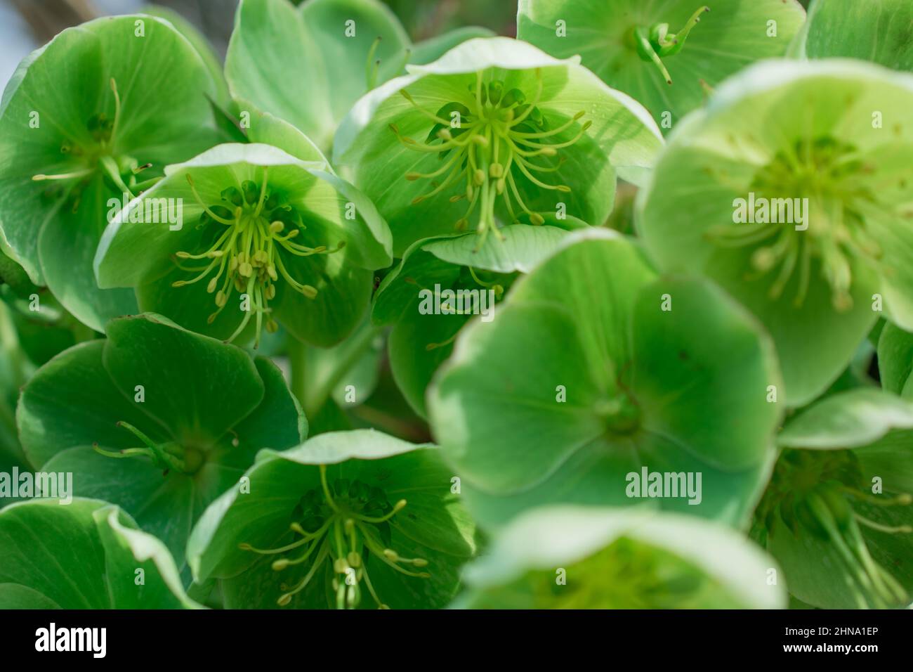 beautiful spring background with new leaves and flowers Stock Photo - Alamy