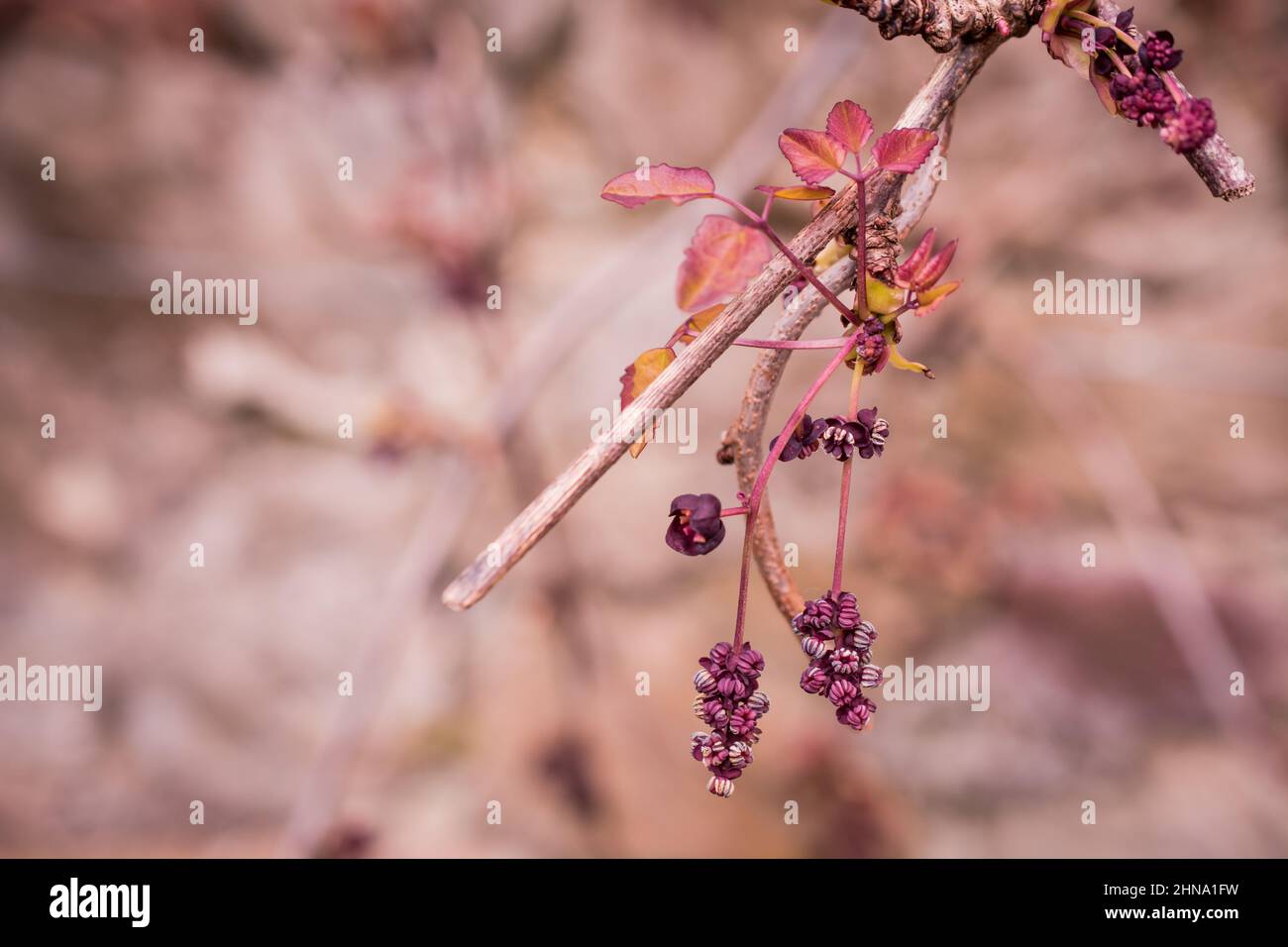 photo of beautiful spring flowers Stock Photo - Alamy