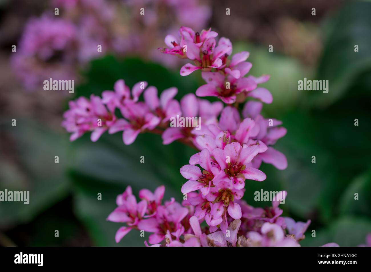 beautiful spring background with flowers and leaves Stock Photo - Alamy