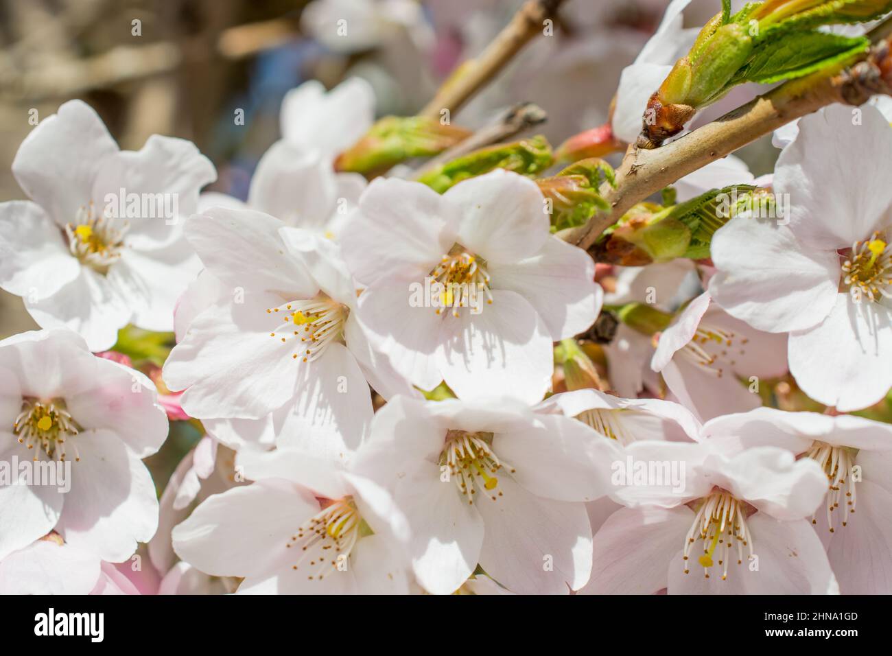 beautiful spring background with flowers and leaves Stock Photo - Alamy