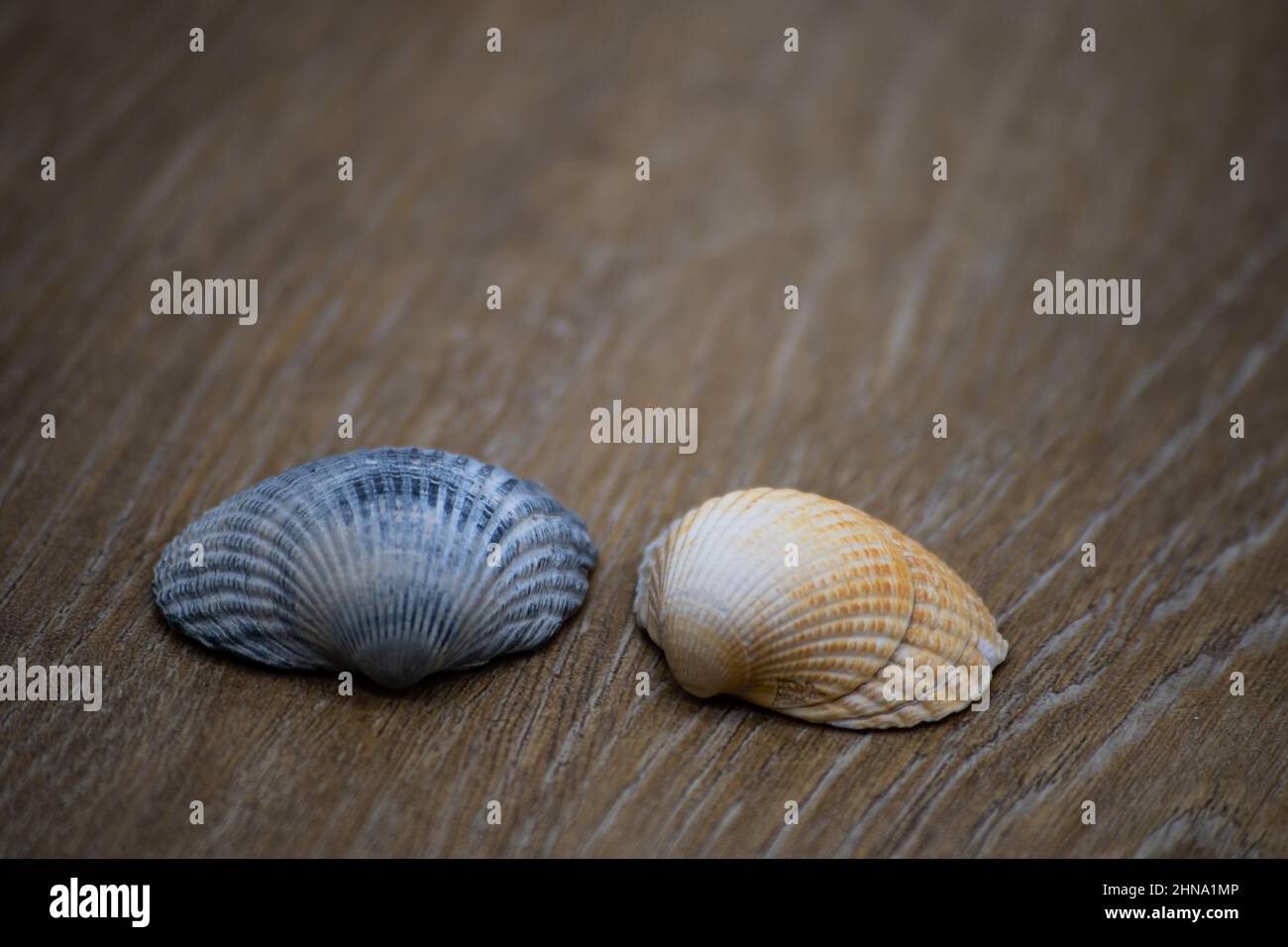 Two seashells on a laminate floor Stock Photo - Alamy