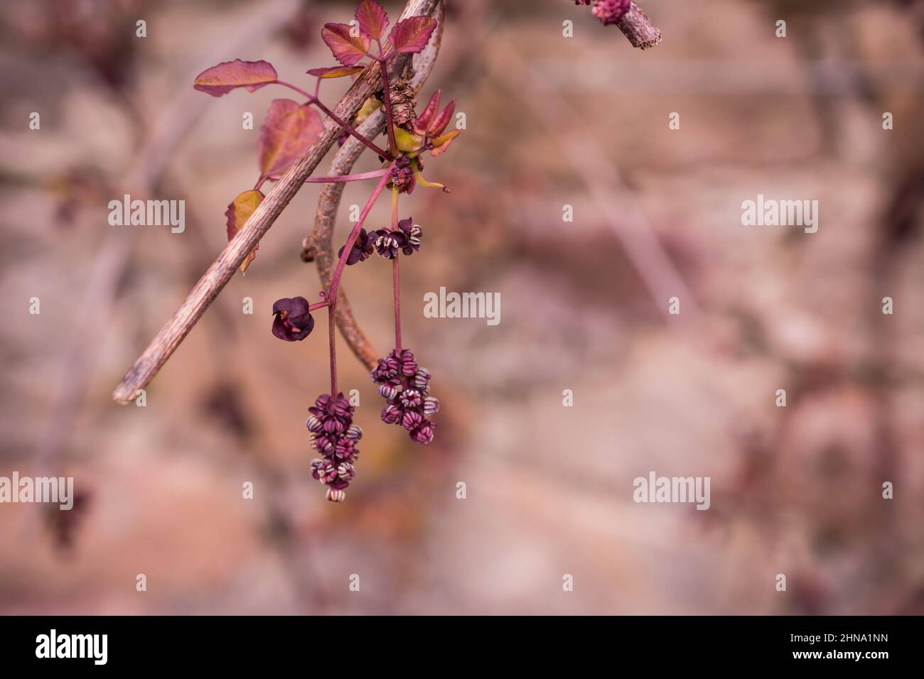 Pokeweed birds hi-res stock photography and images - Alamy
