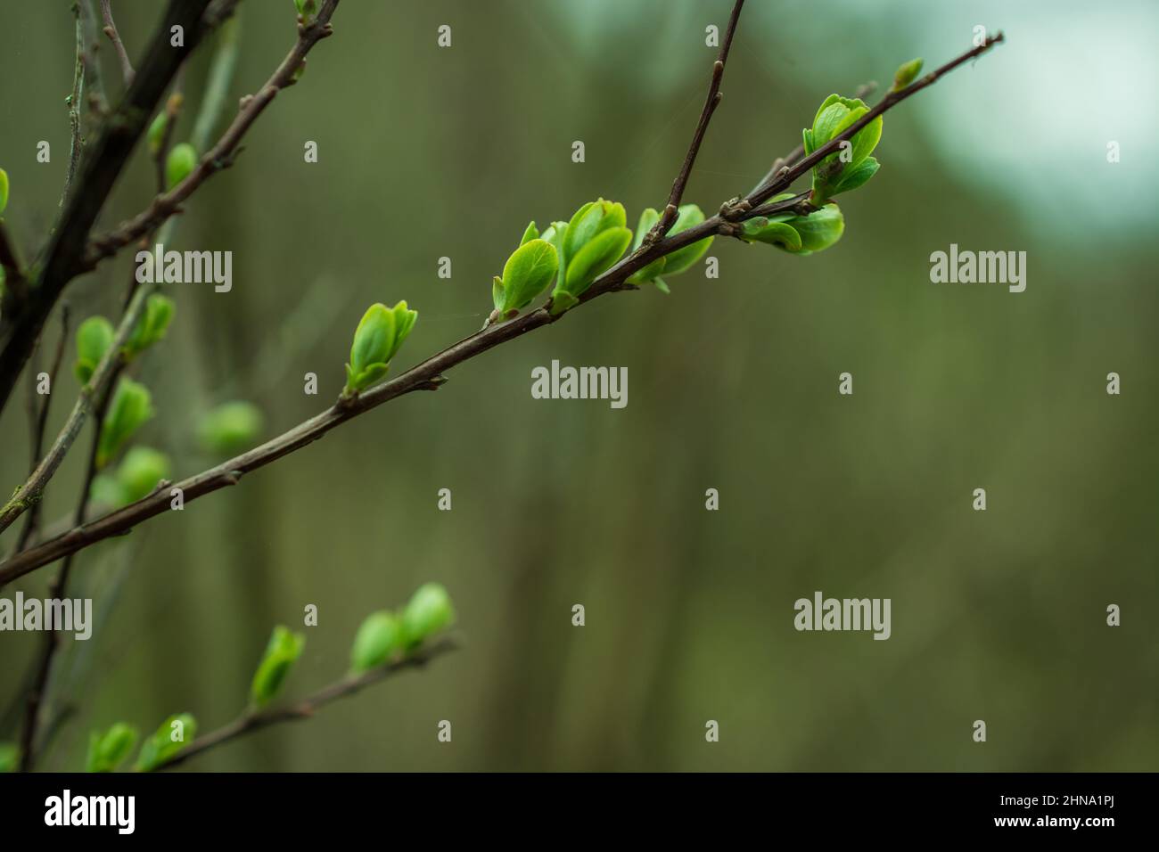 New tender leaves hi-res stock photography and images - Alamy