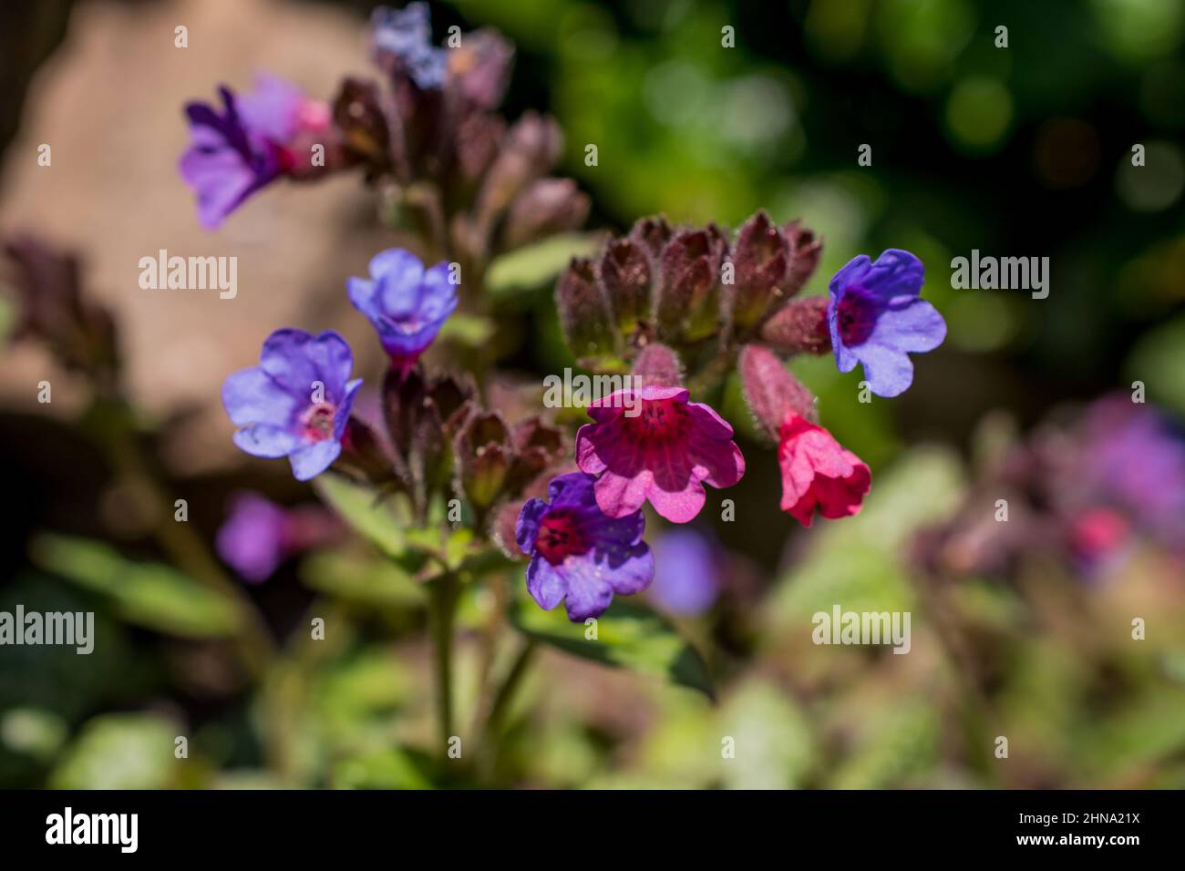 beautiful spring background with flowers and leaves Stock Photo - Alamy