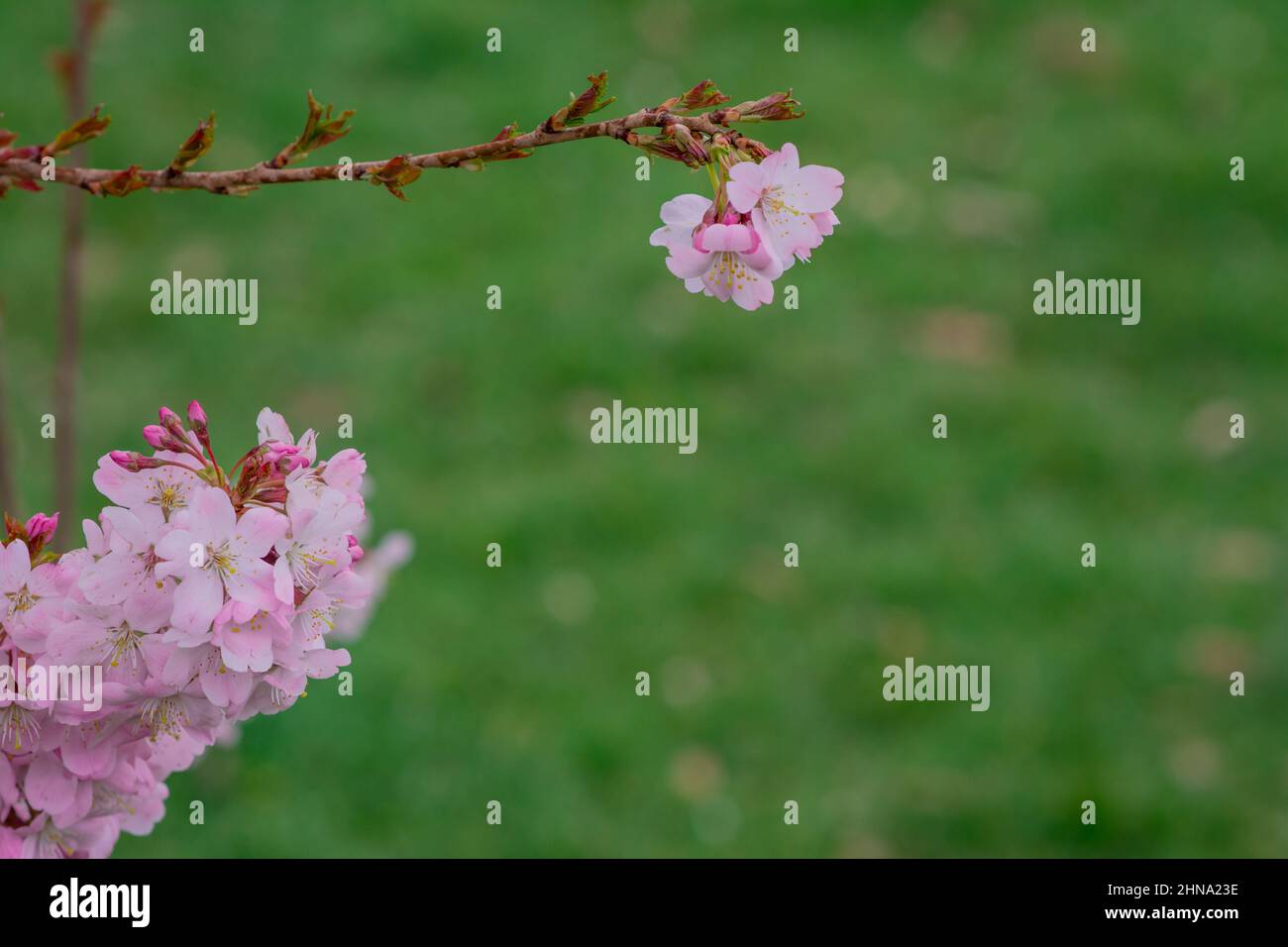 beautiful spring background with flowers and leaves Stock Photo - Alamy