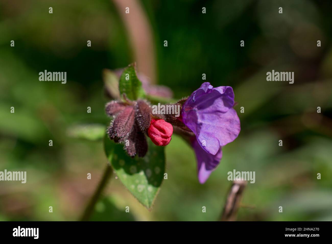 beautiful spring background with flowers and leaves Stock Photo - Alamy