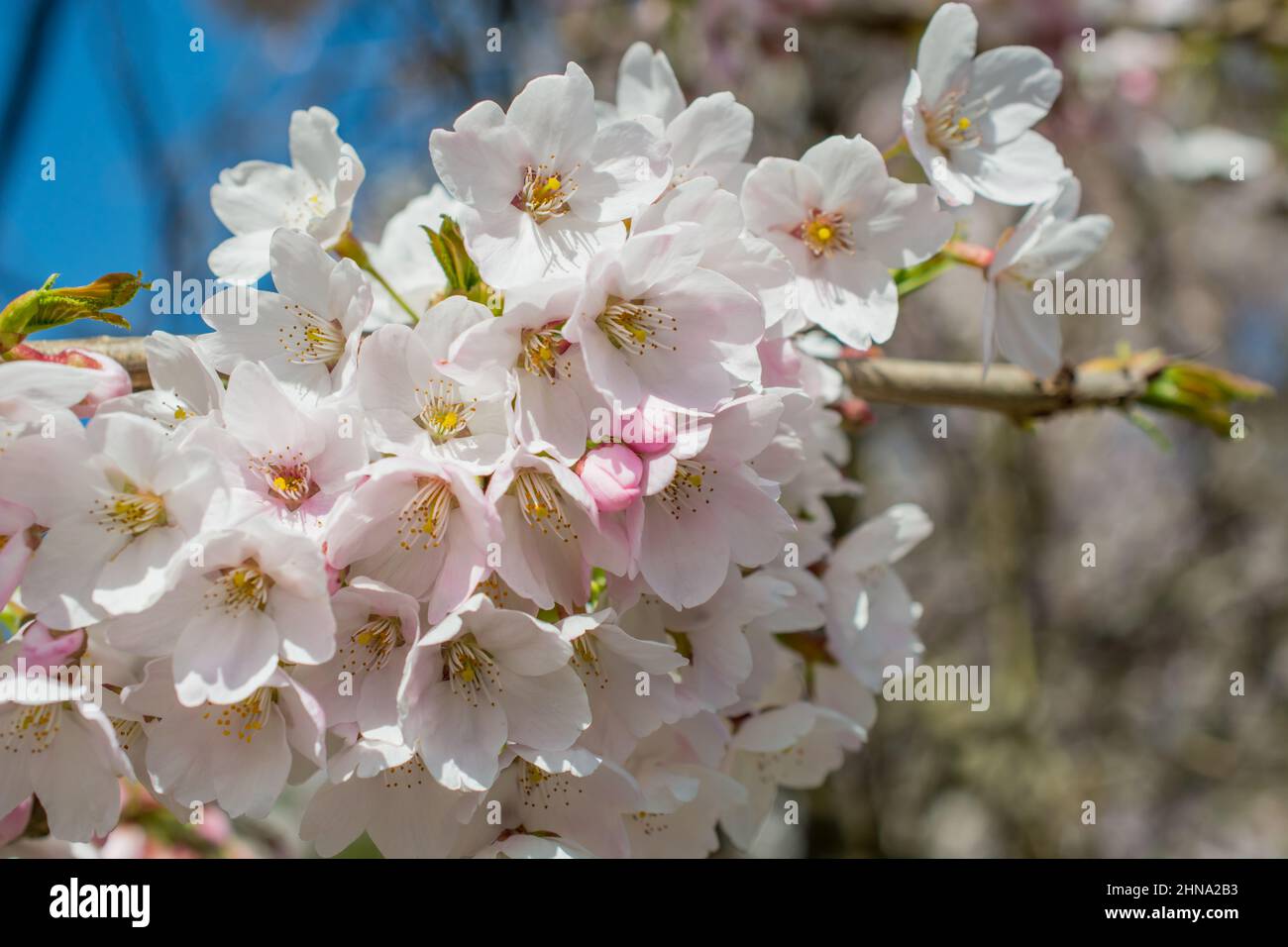 beautiful spring background with flowers and leaves Stock Photo - Alamy