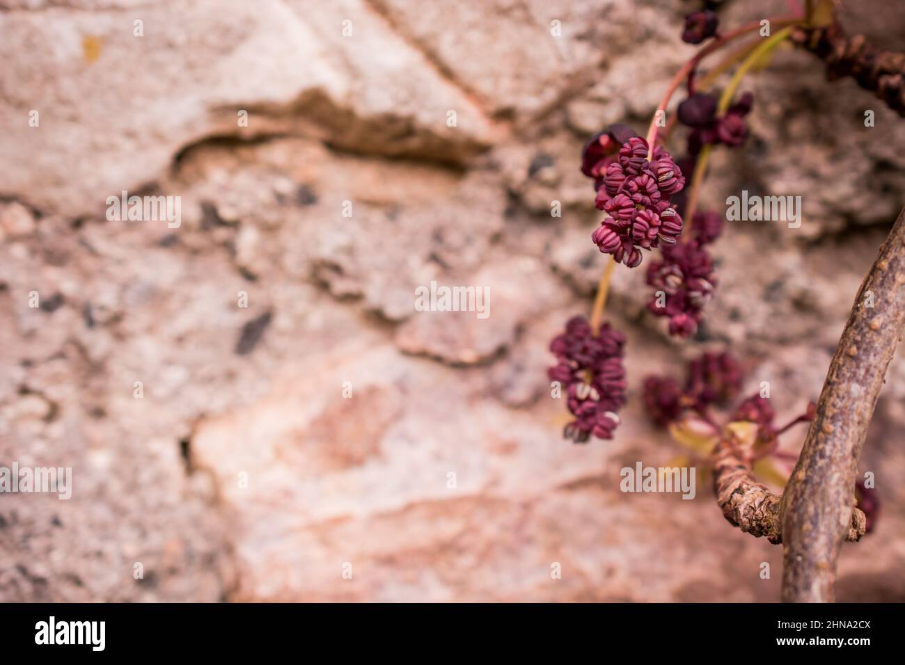 Pokeweed birds hi-res stock photography and images - Alamy