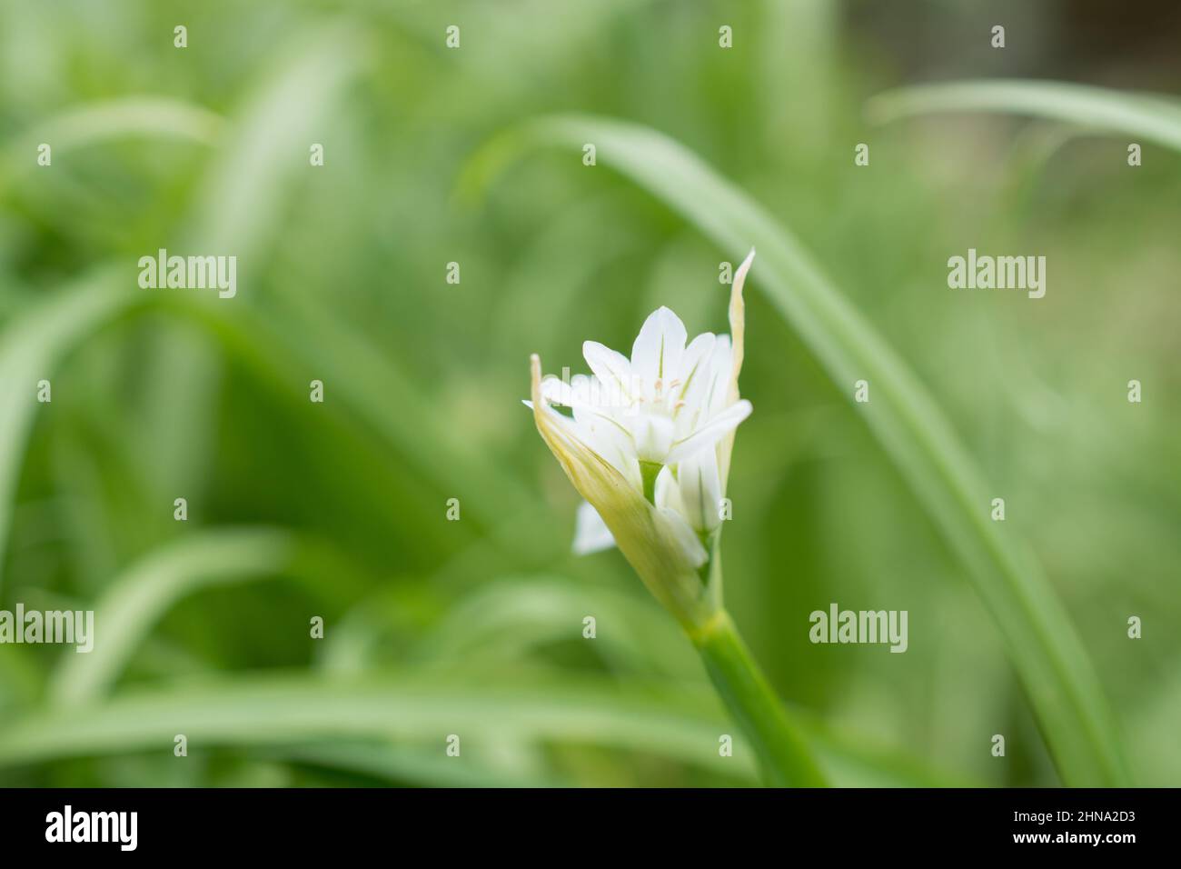beautiful spring background with flowers and leaves Stock Photo - Alamy