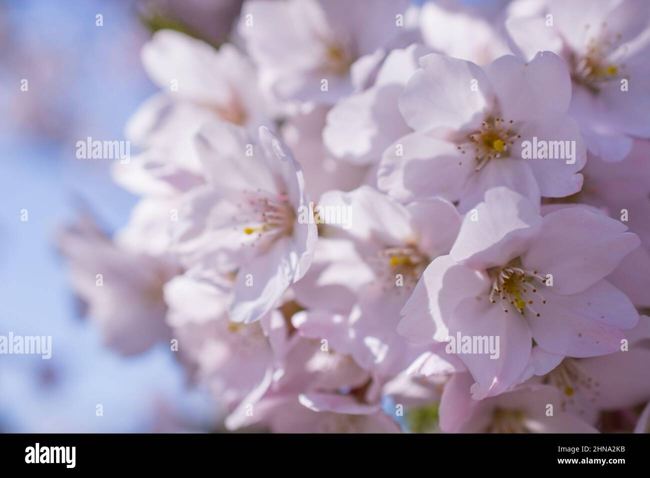 beautiful spring background with flowers and leaves Stock Photo - Alamy