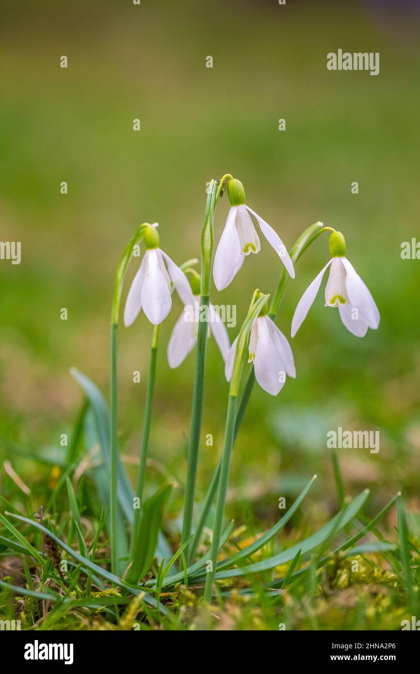 Snowdrops on a grassy blurred background Stock Photo - Alamy