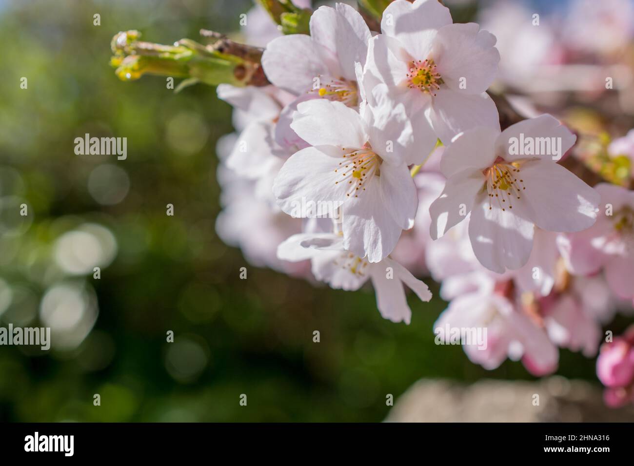beautiful spring background with flowers and leaves Stock Photo - Alamy