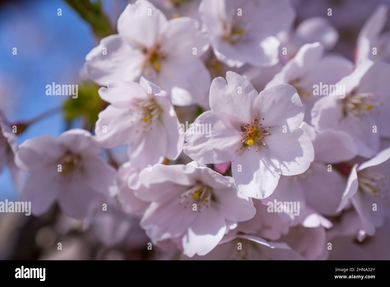 beautiful spring background with flowers and leaves Stock Photo - Alamy