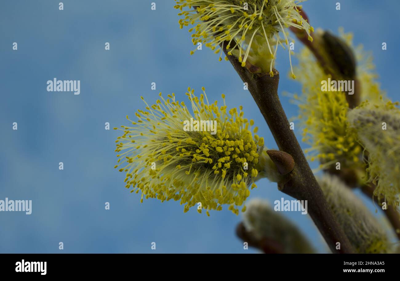 beautiful spring background with flowers and leaves Stock Photo - Alamy