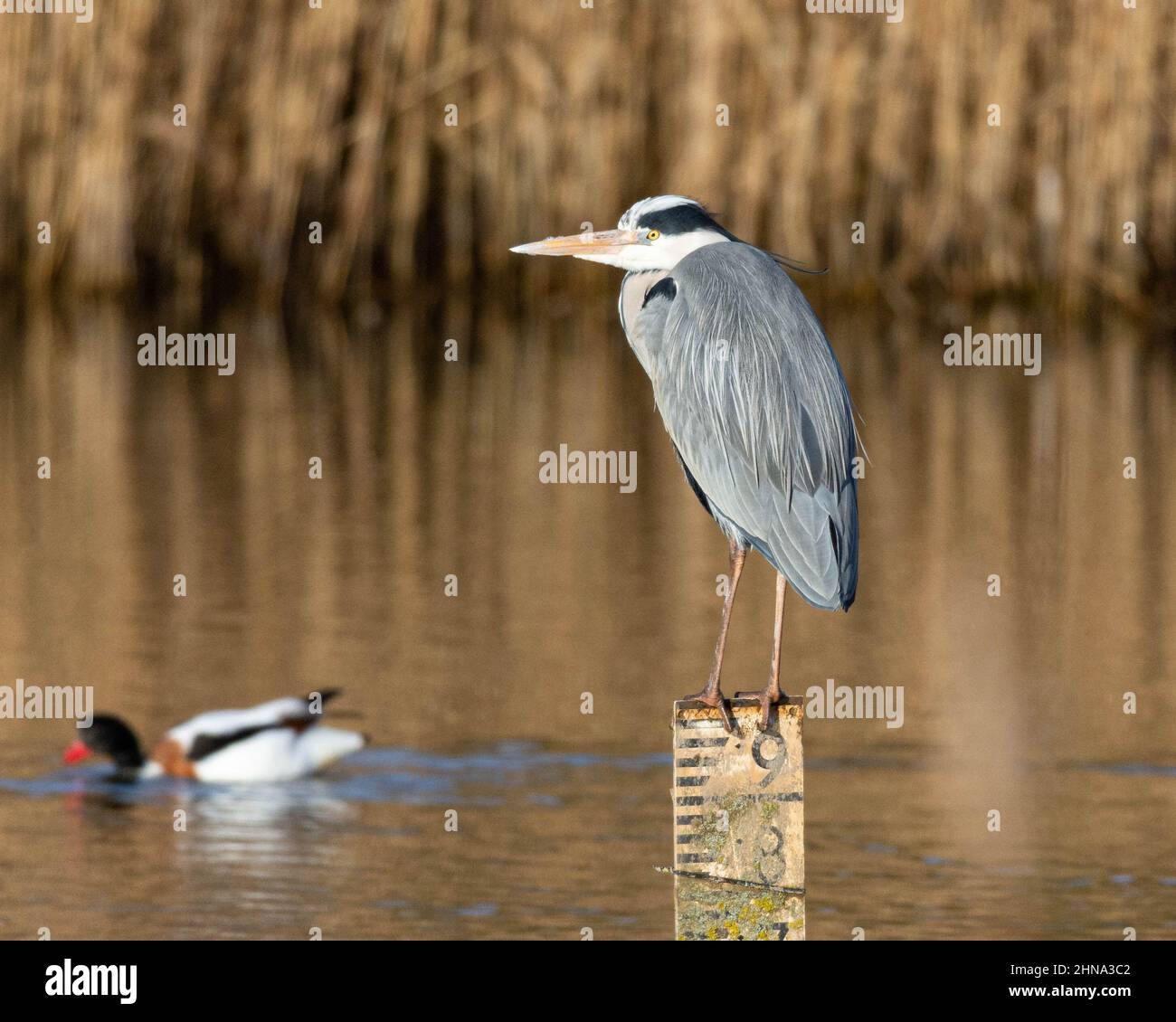 Heron photos hi-res stock photography and images - Alamy