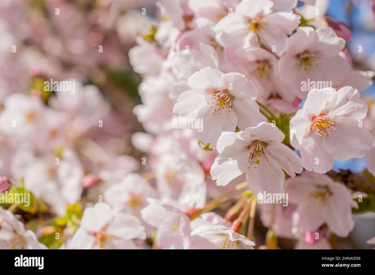 beautiful spring background with flowers and leaves Stock Photo - Alamy