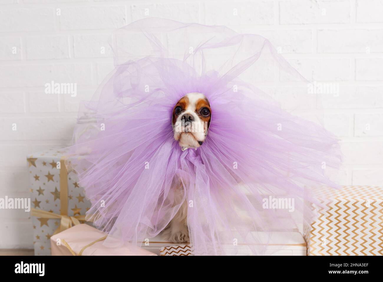Very cute portrait of Cavalier King Charles Spaniel dressed in lilac ...