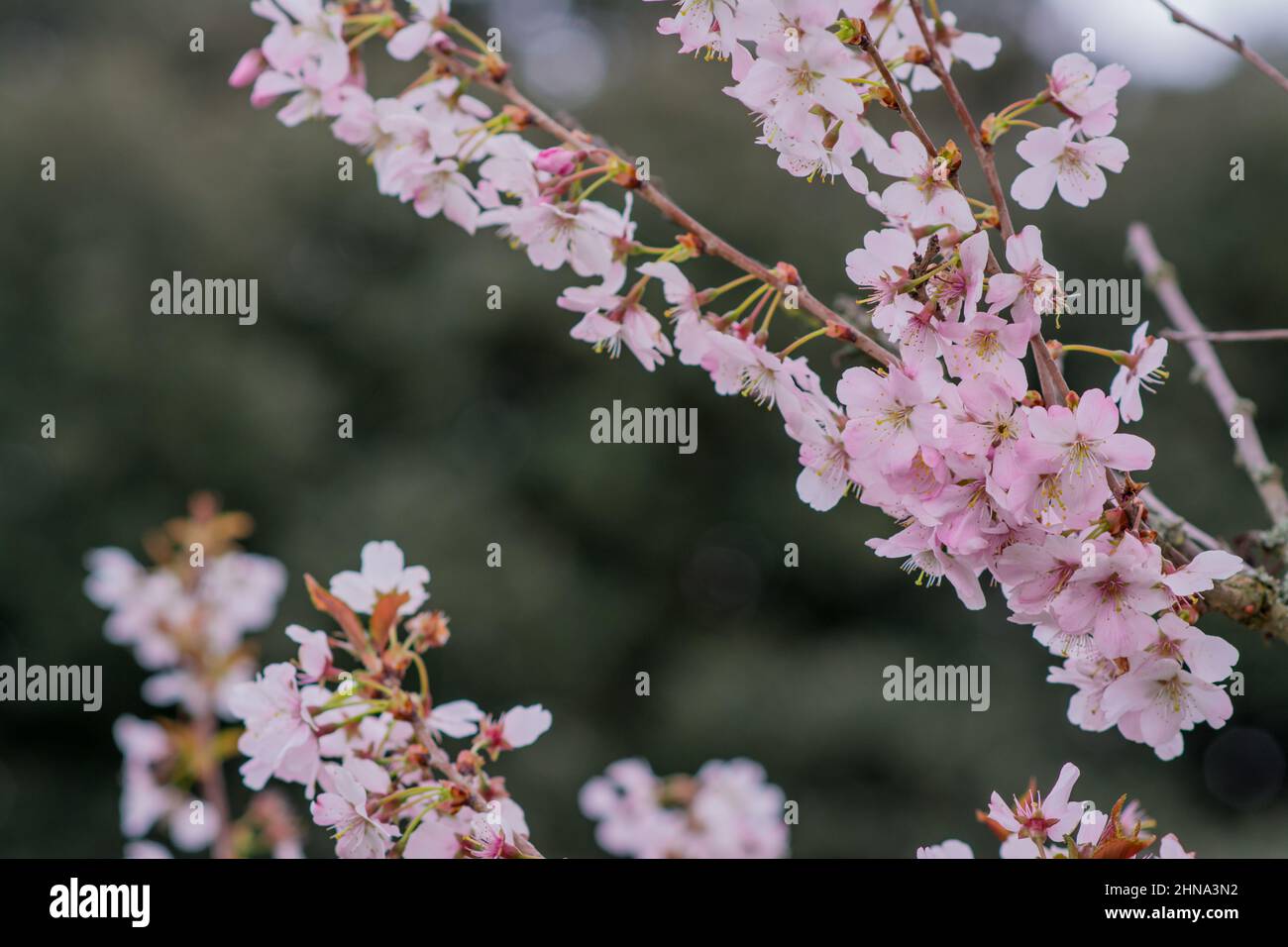 beautiful spring background with flowers and leaves Stock Photo - Alamy