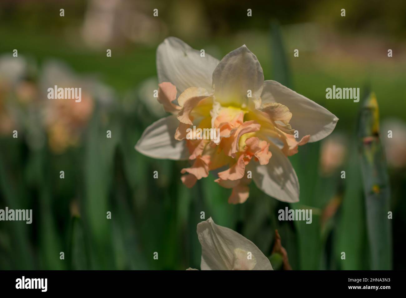 beautiful spring background with flowers and leaves Stock Photo - Alamy