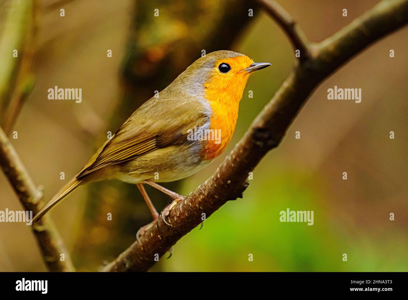 A robin in a tree near Clydach Vale, near Tonypandy, in Wales. Picture ...