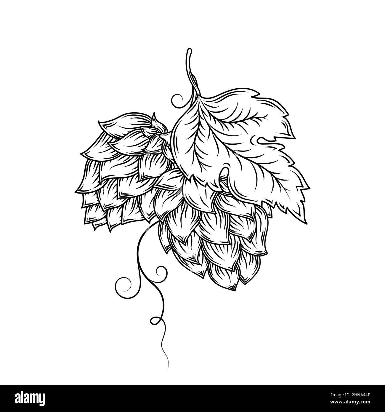 Hop cones and leaves, isolated on white Stock Vector Image & Art - Alamy