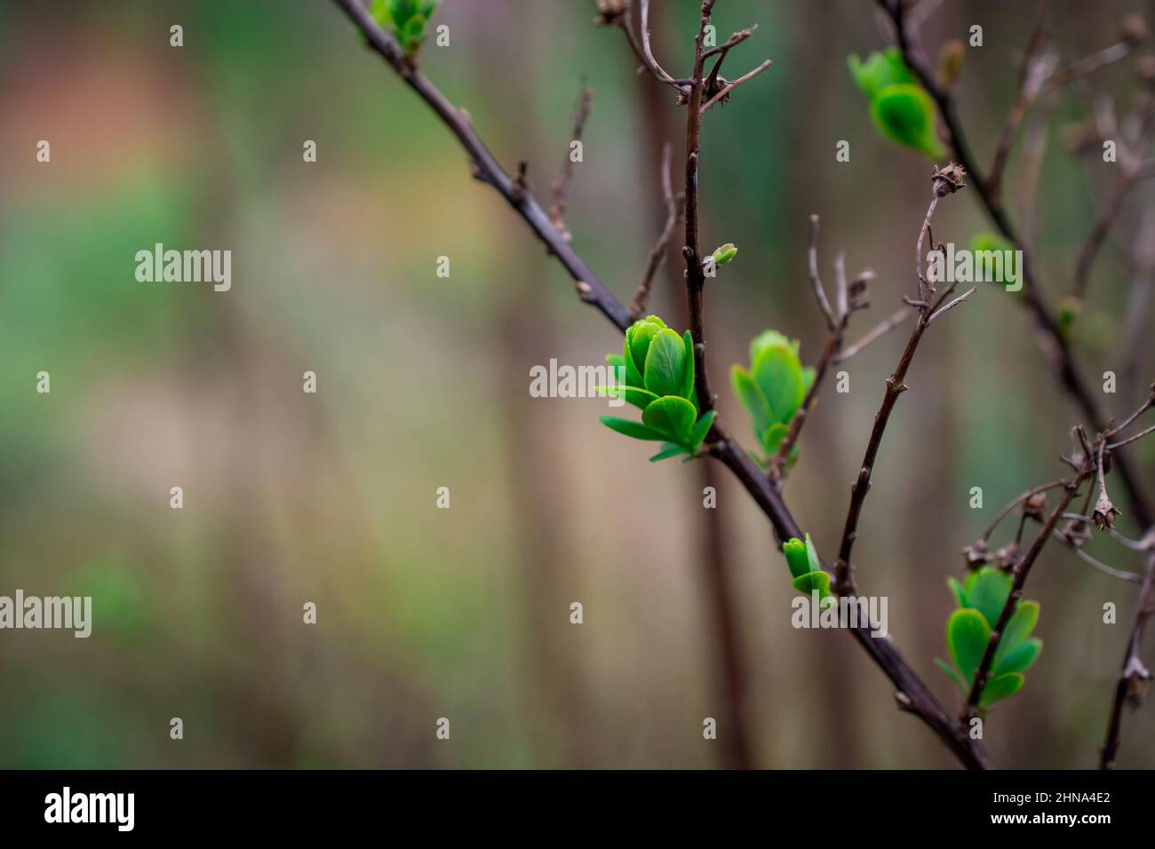 photo of beautiful new spring leaves Stock Photo - Alamy