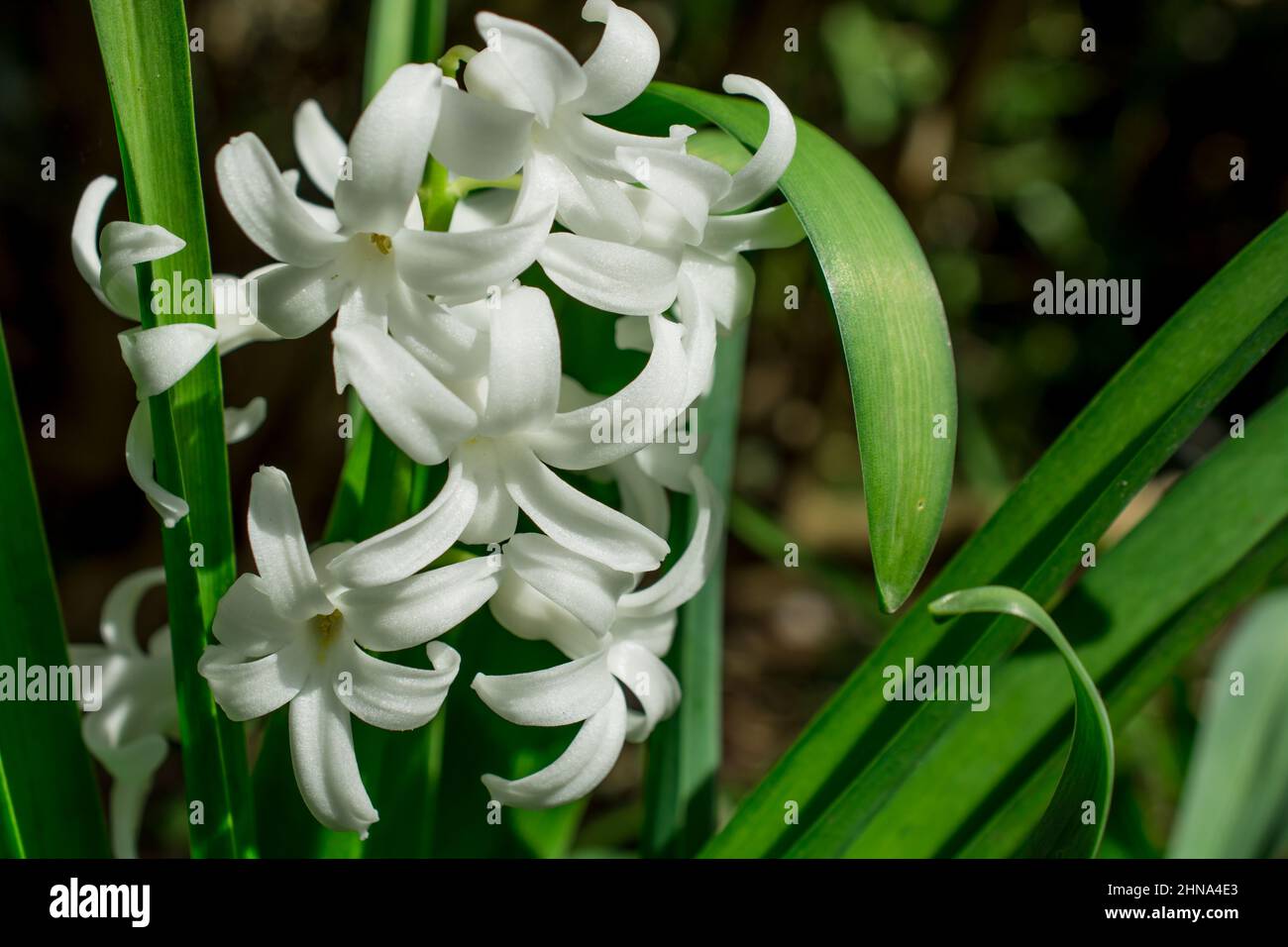 beautiful spring background with flowers and leaves Stock Photo - Alamy
