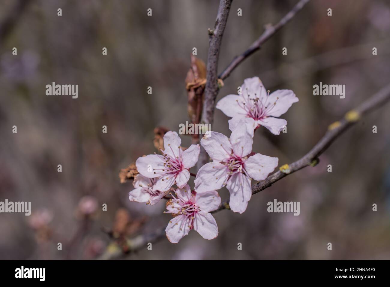 beautiful spring background with new leaves and flowers Stock Photo - Alamy
