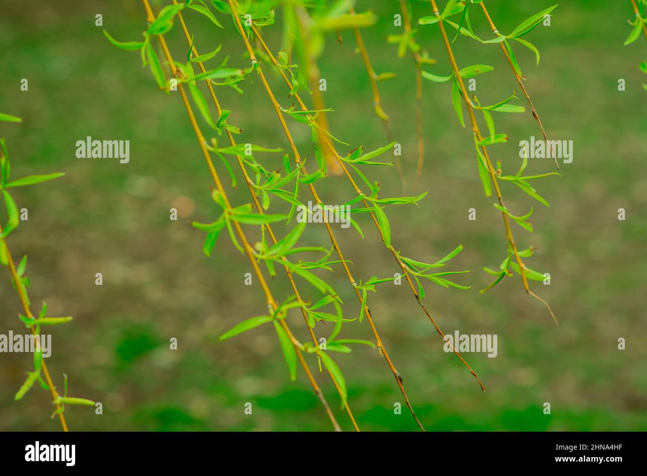 beautiful spring background with flowers and leaves Stock Photo - Alamy