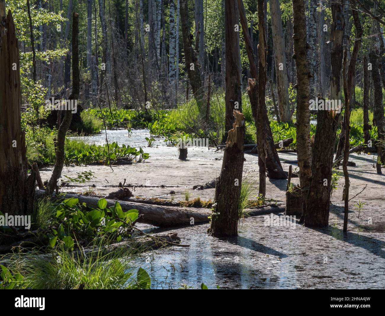 Wet mire forest flooded by beaver Stock Photo - Alamy