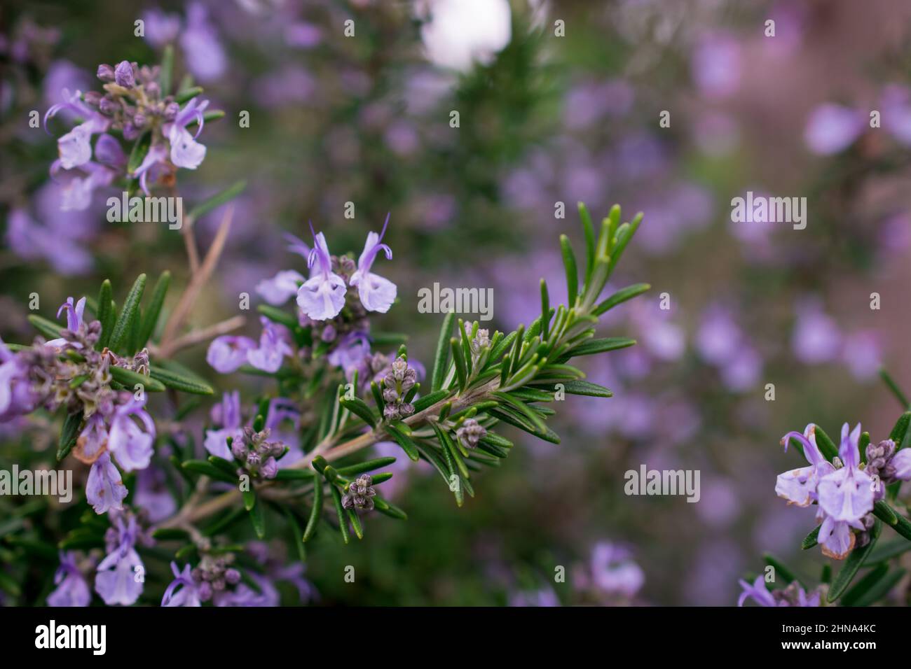 beautiful spring rosemary on bloom Stock Photo - Alamy