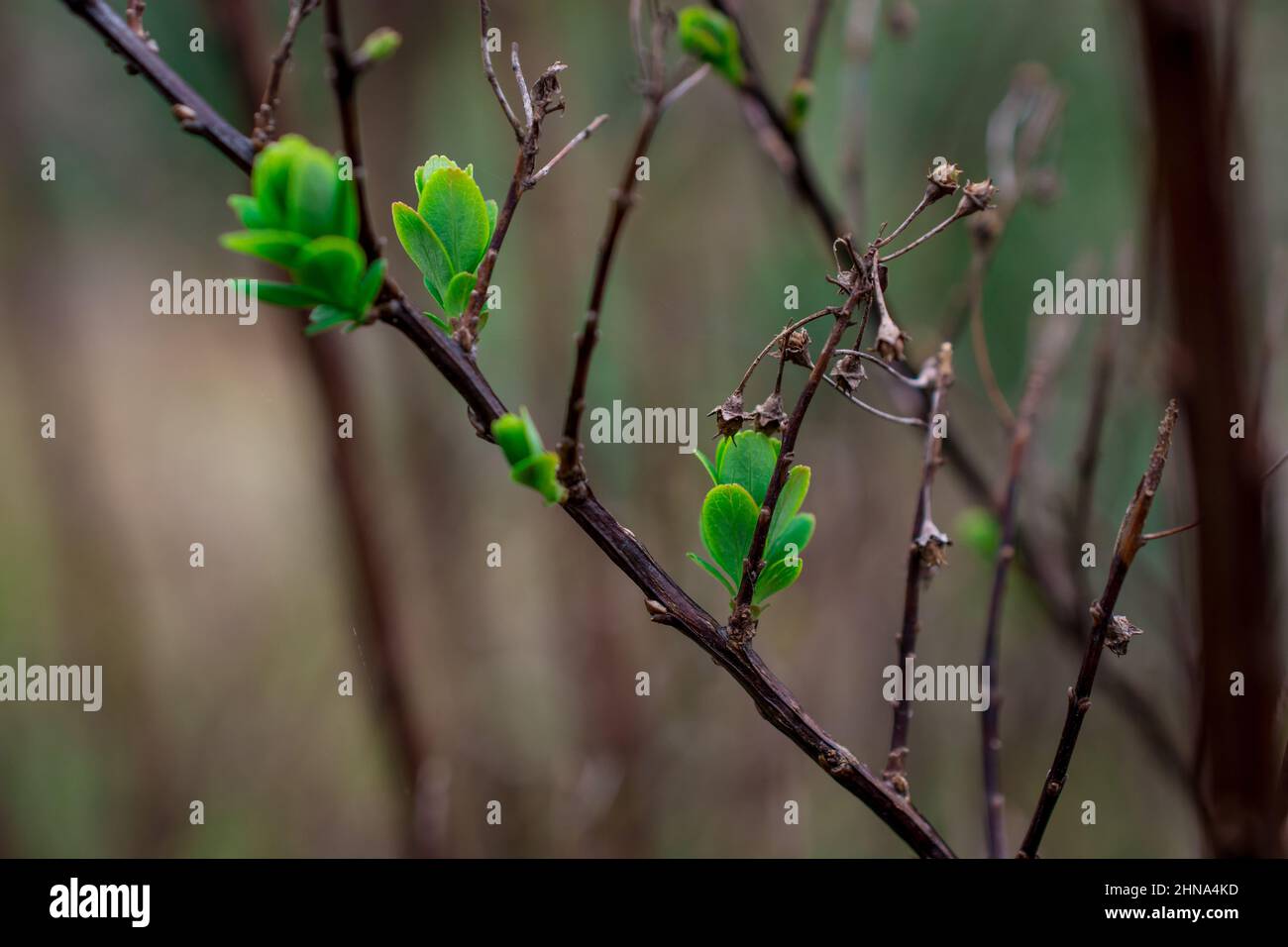 photo of beautiful new spring leaves Stock Photo - Alamy