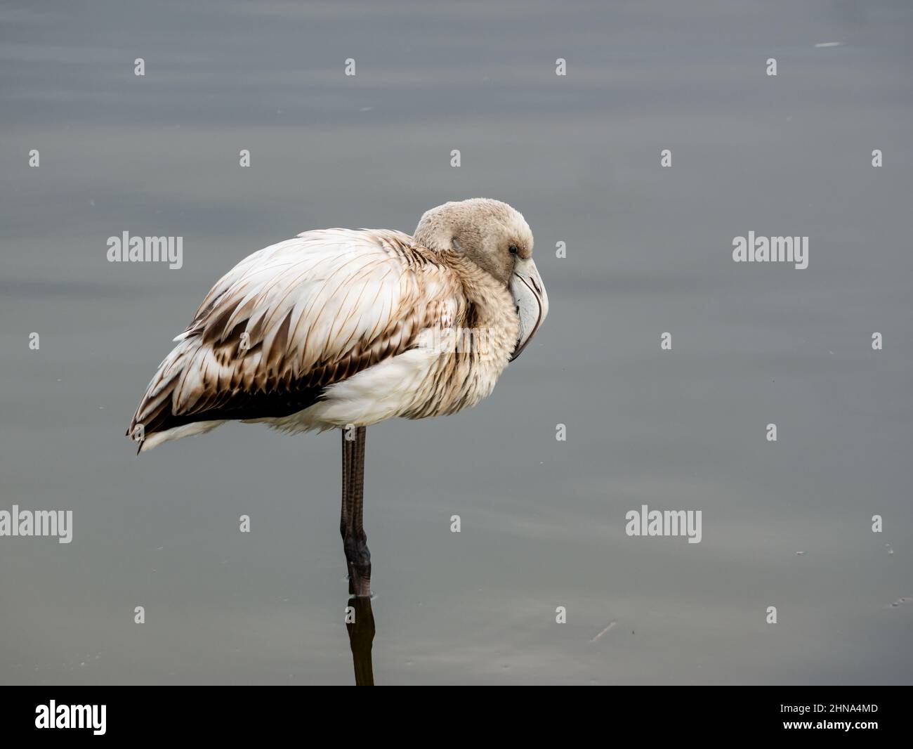 Bahrain national animal hi-res stock photography and images - Alamy