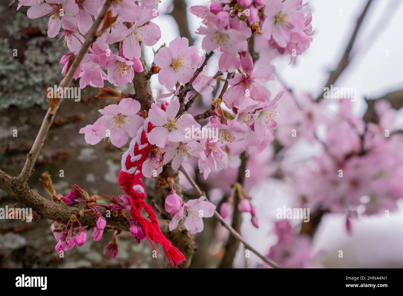 beautiful spring background with flowers and leaves Stock Photo - Alamy