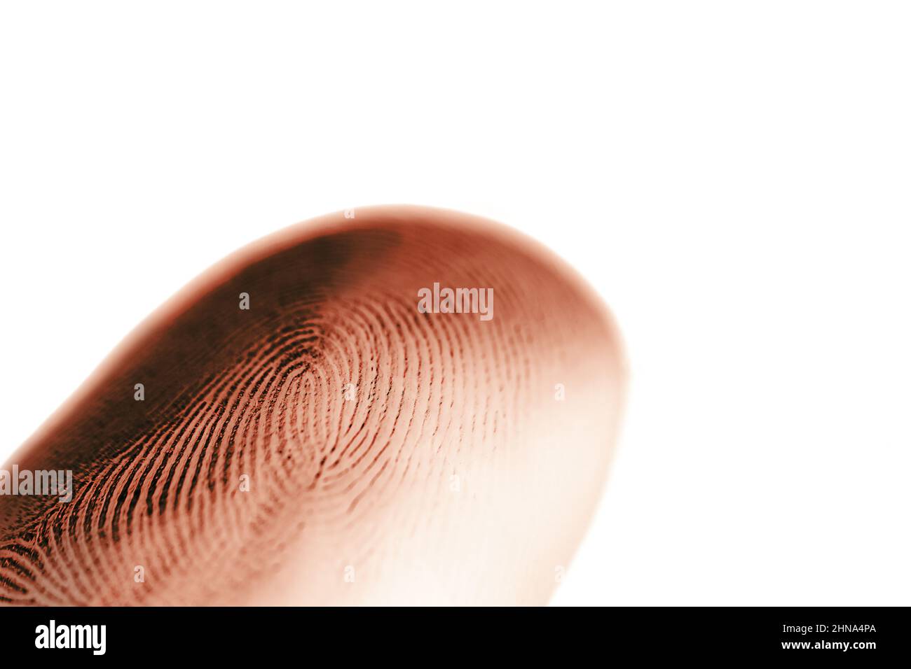 Close-up of red fingerprint scan texture in white background Stock ...