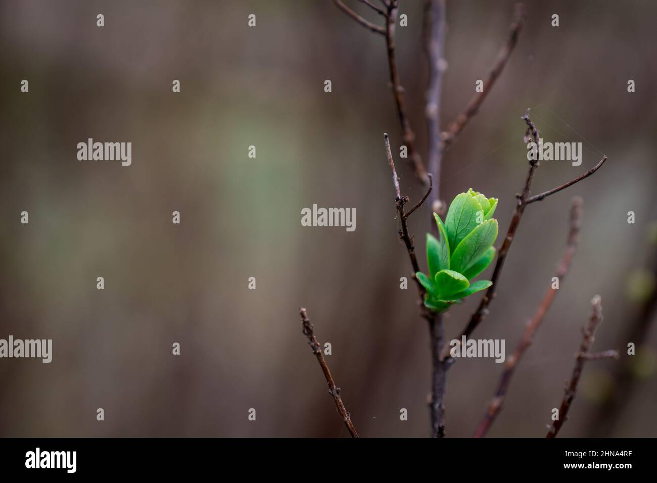 photo of beautiful new spring leaves Stock Photo - Alamy