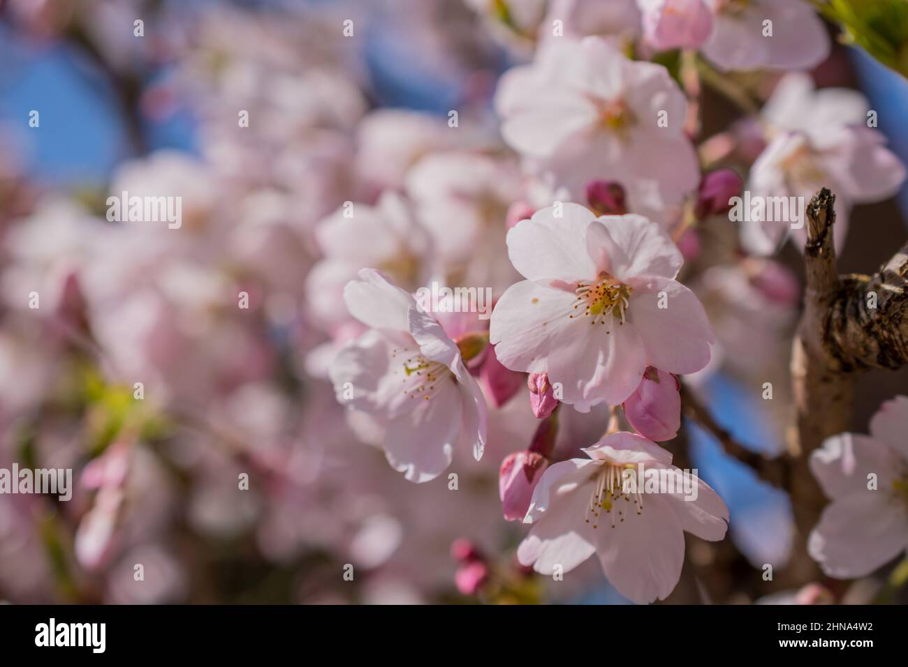beautiful spring background with flowers and leaves Stock Photo - Alamy